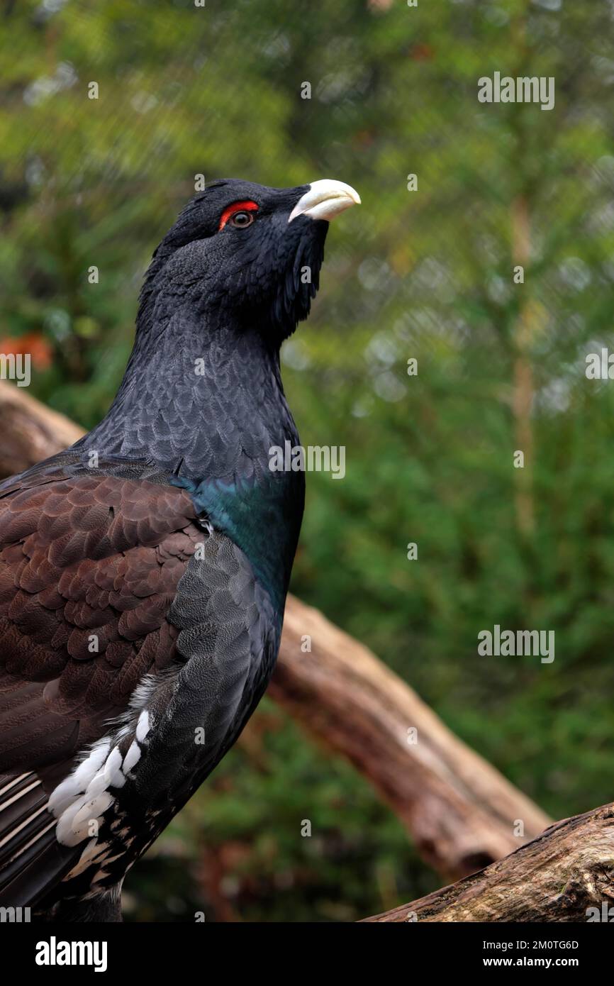 France, Moselle, Rhodes, animal park of Sainte Croix, pens ...
