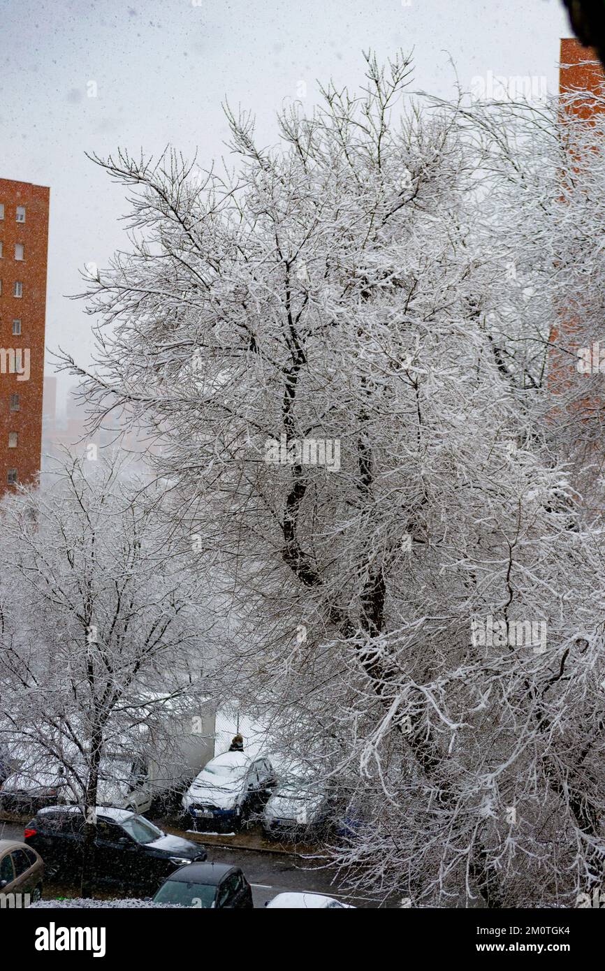 Snow. Blair. Wind. Street. Winter. Cold. Record. White cloak. Forest ...
