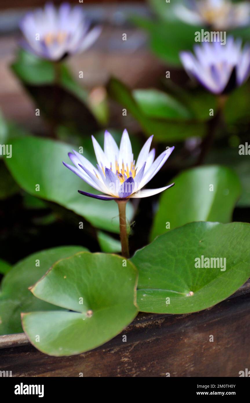 Blossoming lotus flower Stock Photo - Alamy