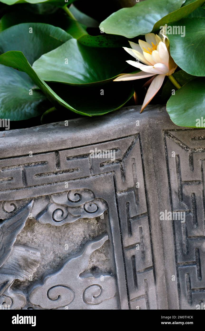 Blossoming lotus flower Stock Photo - Alamy