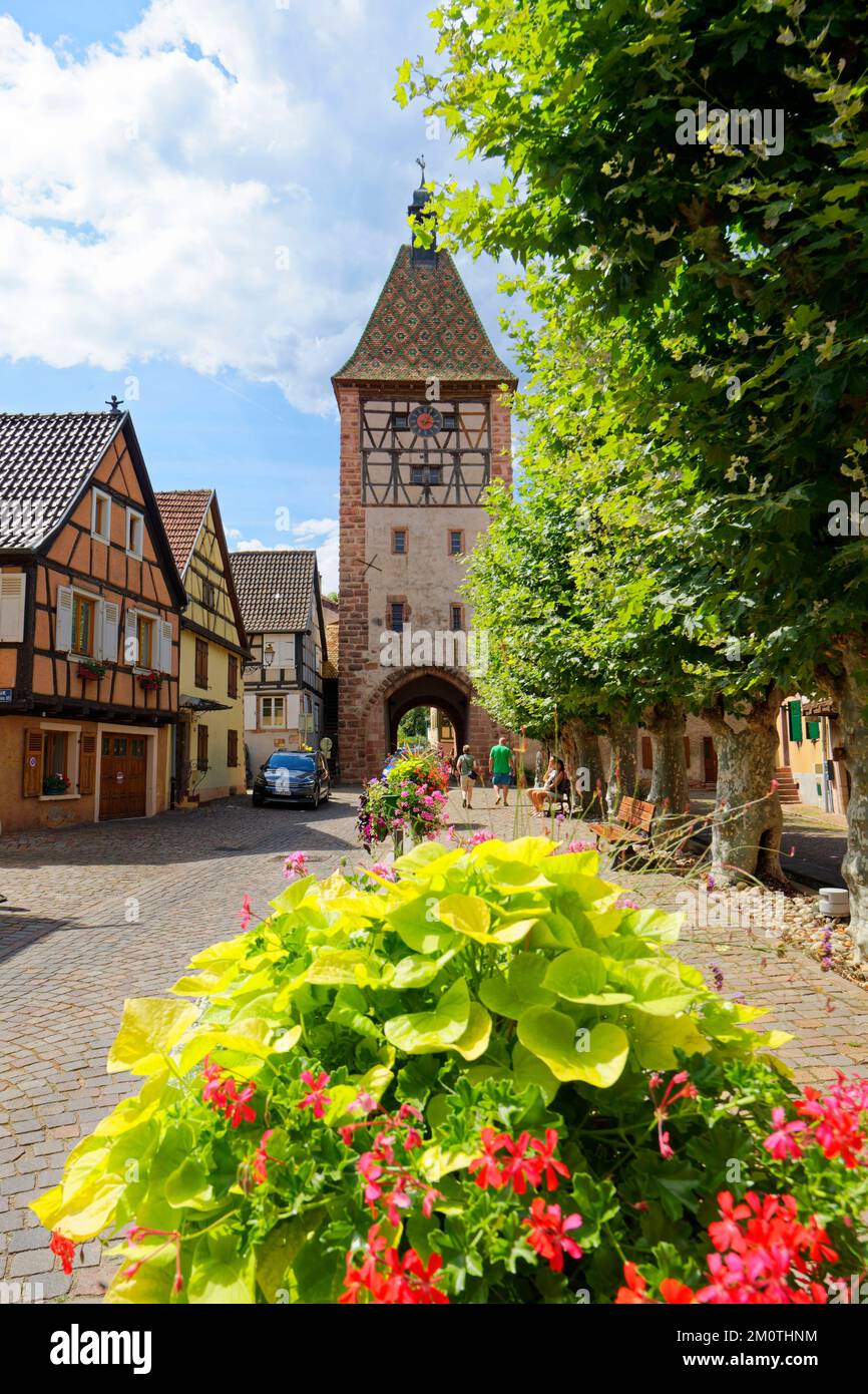 /France, Haut Rhin, Alsace wine road, Bergheim, medieval walled ancient ...