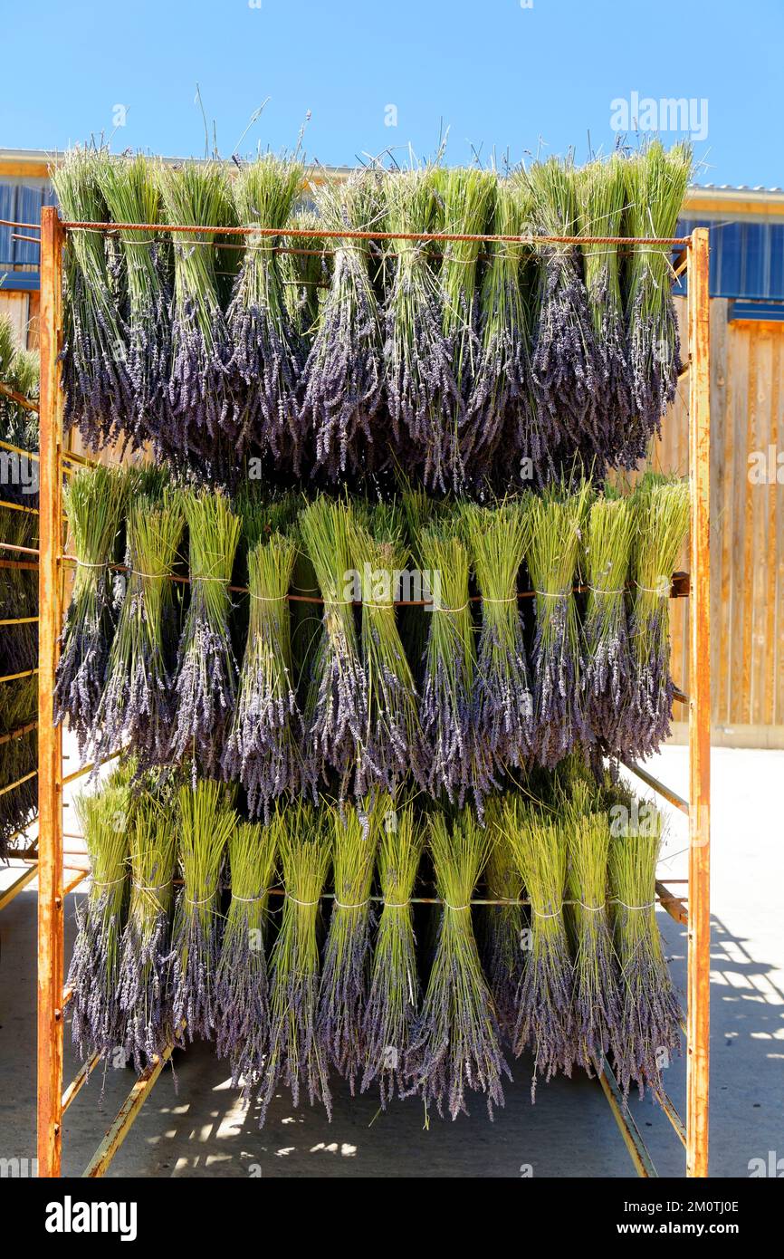 France, Vaucluse, Parc Naturel Regional du Mont Ventoux, Sault, Les ...