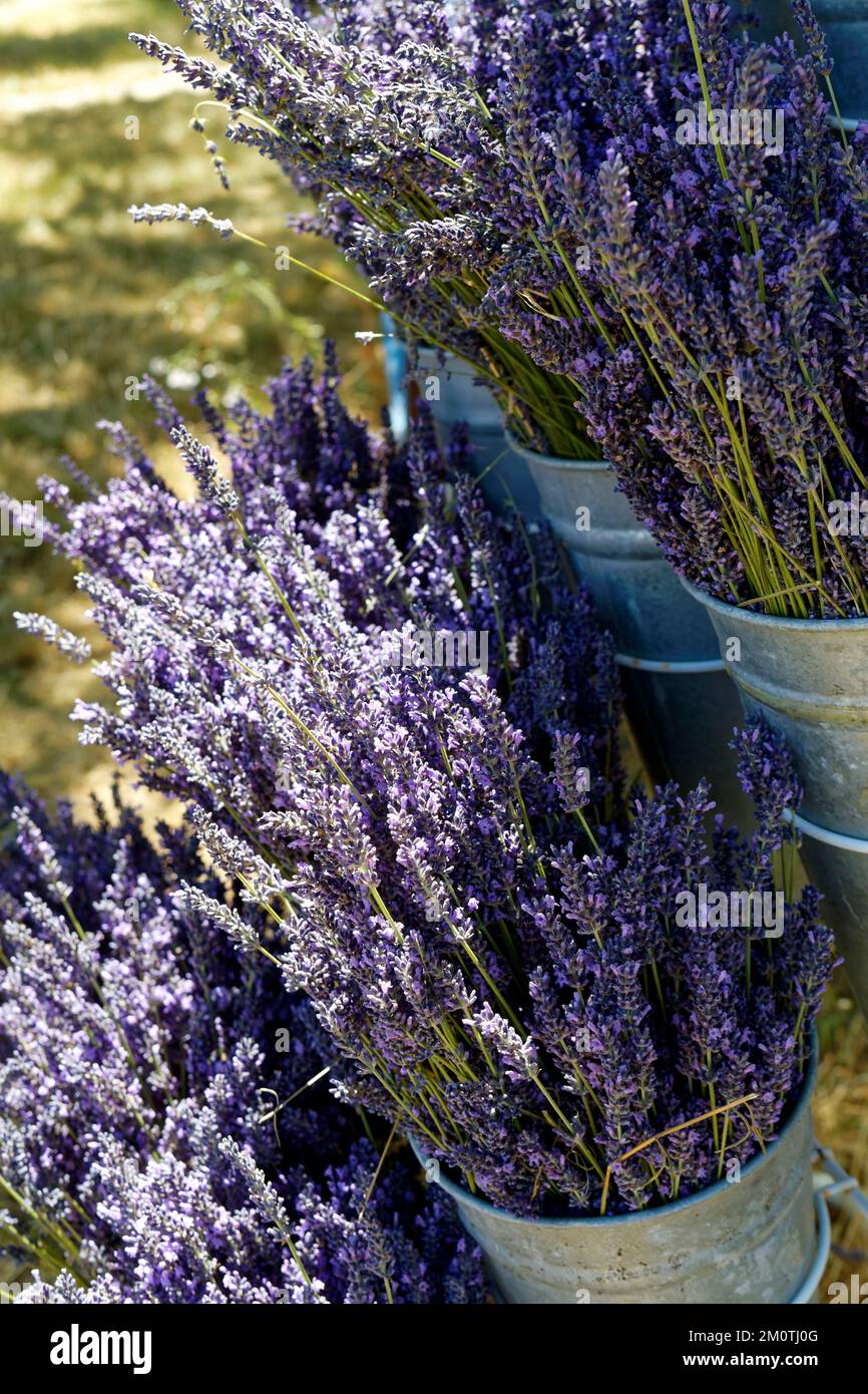 France, Vaucluse, Parc Naturel Regional du Mont Ventoux, Sault, Les ...