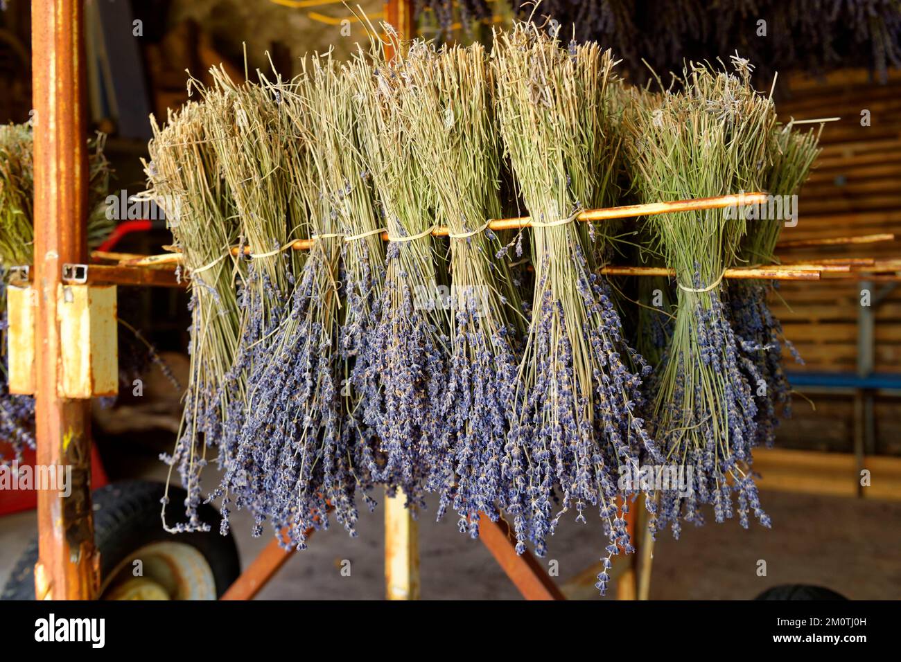 France, Vaucluse, Parc Naturel Regional du Mont Ventoux, Sault, Les ...