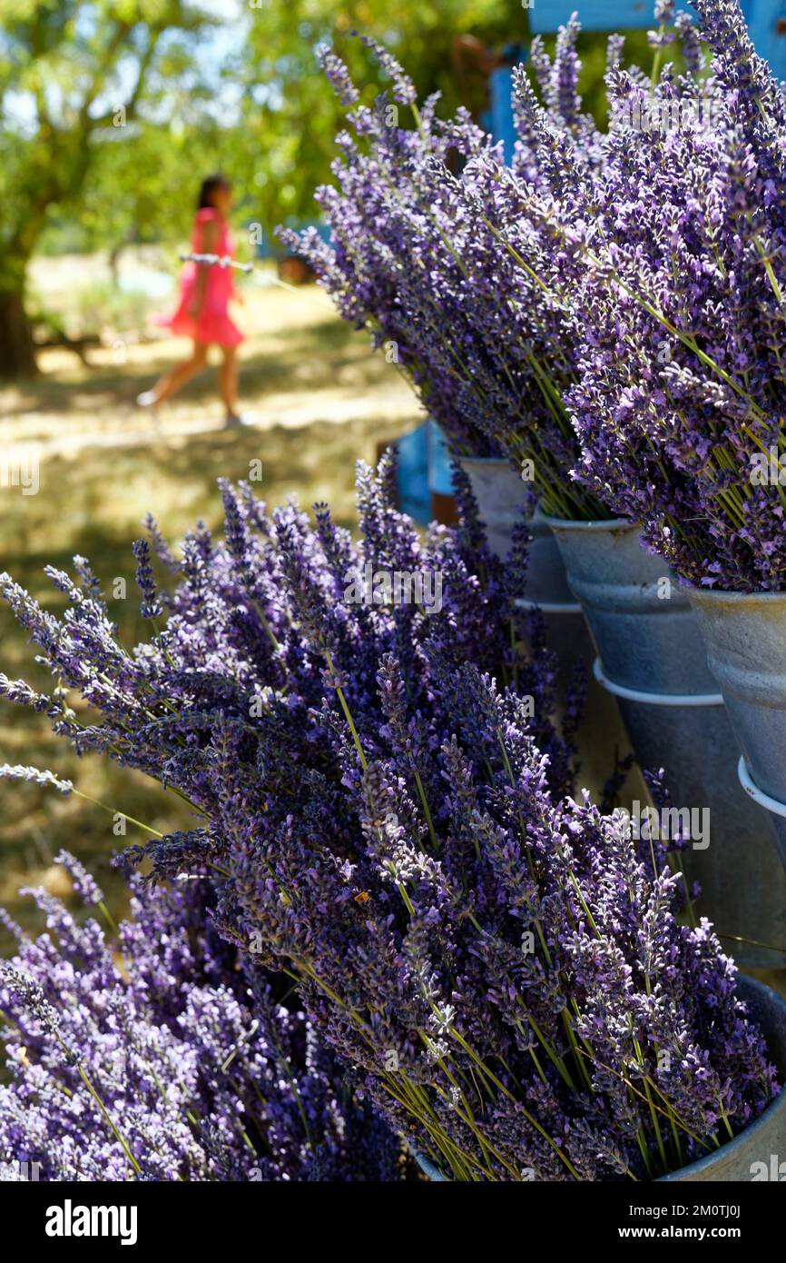 France, Vaucluse, Parc Naturel Regional du Mont Ventoux, Sault, Les ...