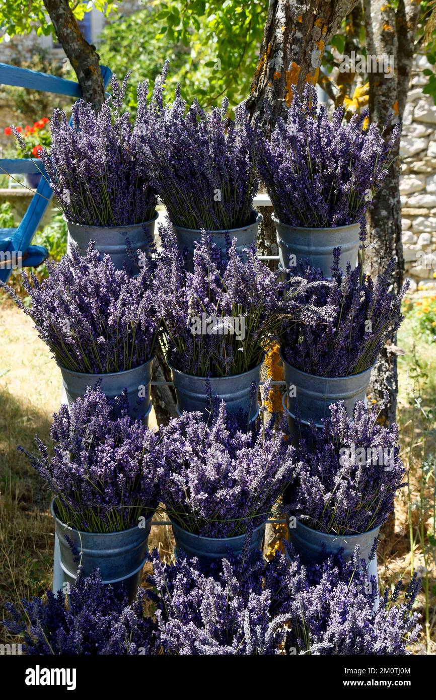 France, Vaucluse, Parc Naturel Regional du Mont Ventoux, Sault, Les ...