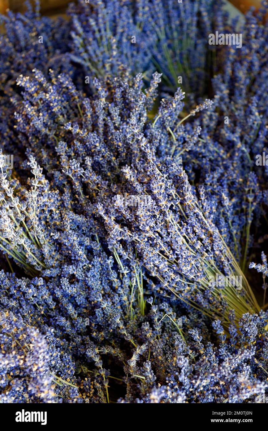 France, Vaucluse, Parc Naturel Regional du Mont Ventoux, Sault plateau ...