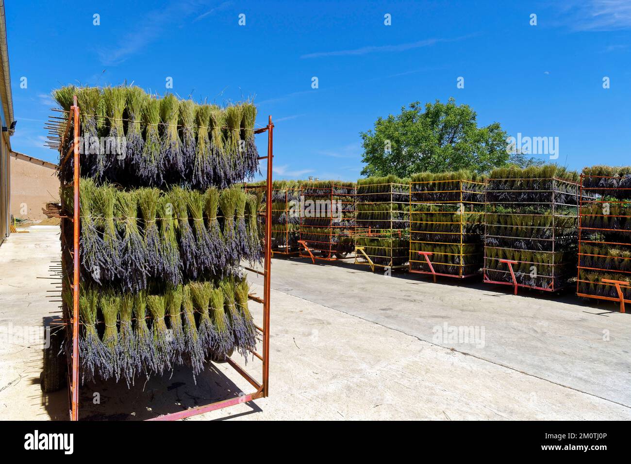 France, Vaucluse, Parc Naturel Regional du Mont Ventoux, Sault, Les ...