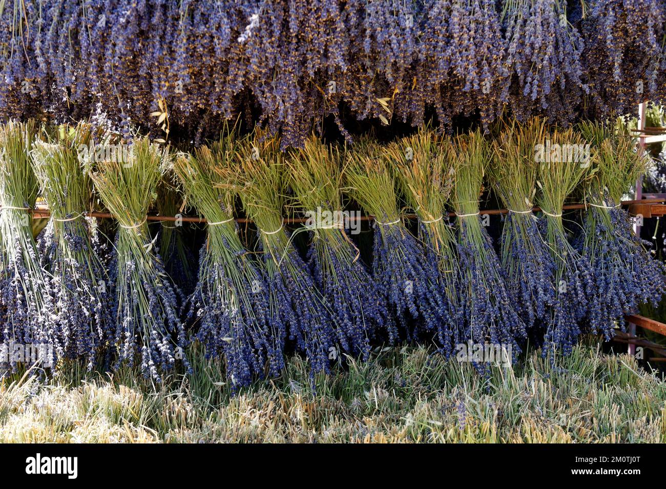France, Vaucluse, Parc Naturel Regional du Mont Ventoux, Sault, Les ...