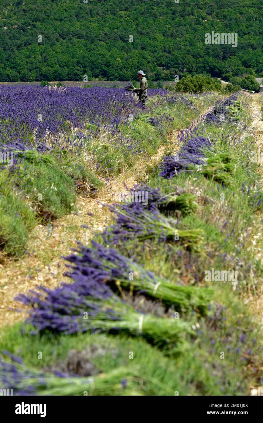 France, Vaucluse, Parc Naturel Regional du Mont Ventoux, Sault plateau ...