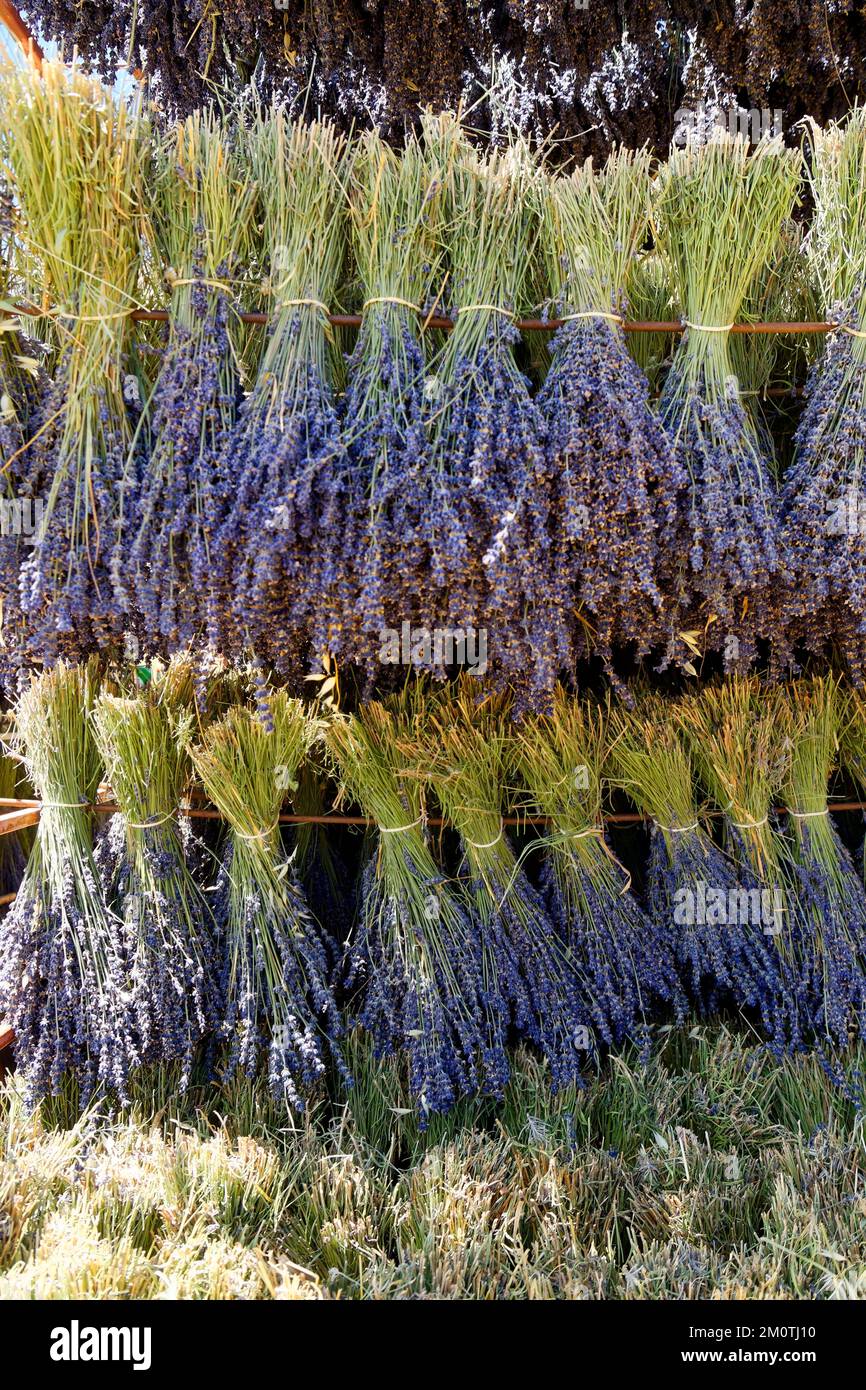 France, Vaucluse, Parc Naturel Regional du Mont Ventoux, Sault, Les ...