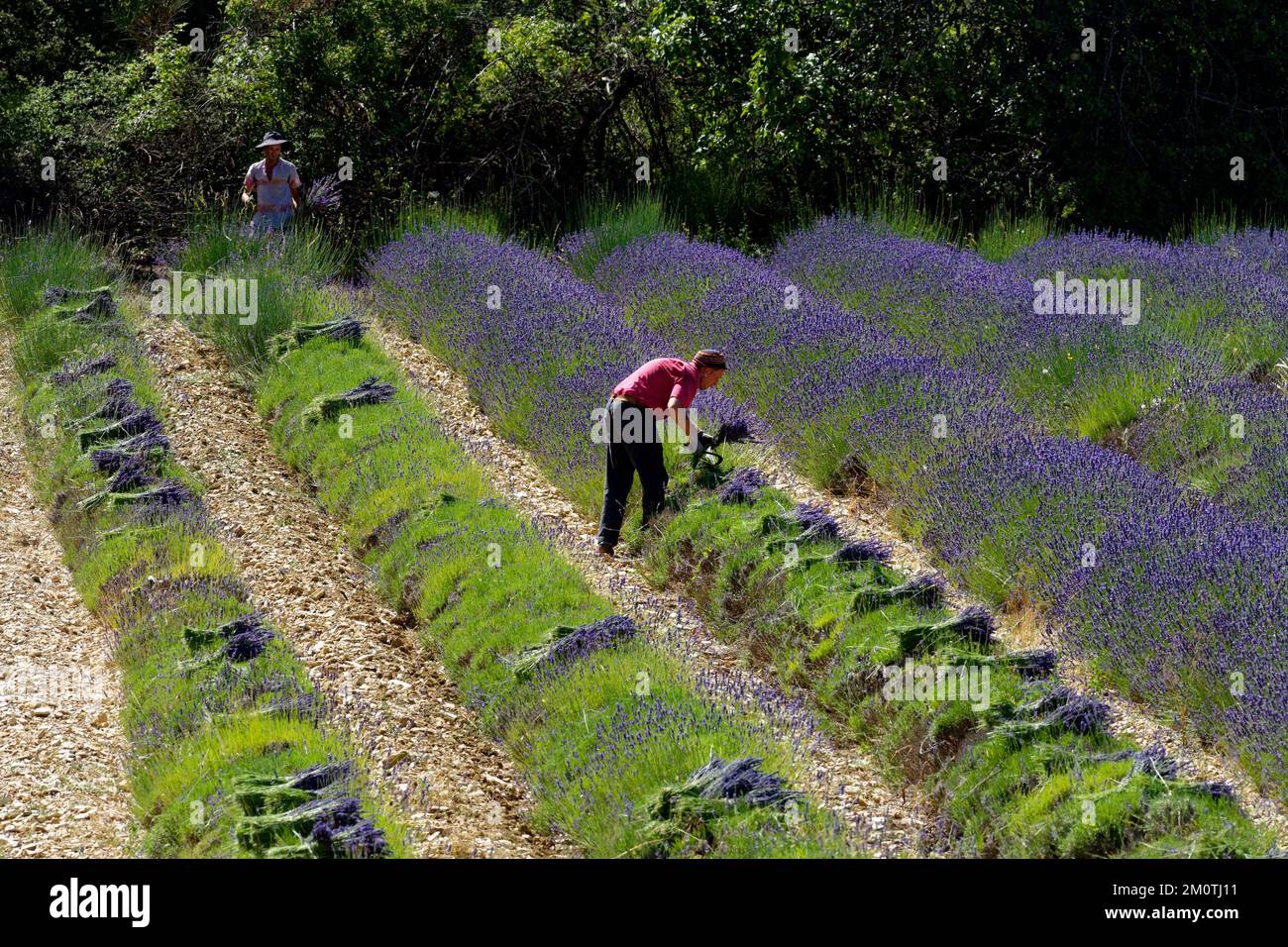France, Vaucluse, Parc Naturel Regional du Mont Ventoux, Sault plateau ...