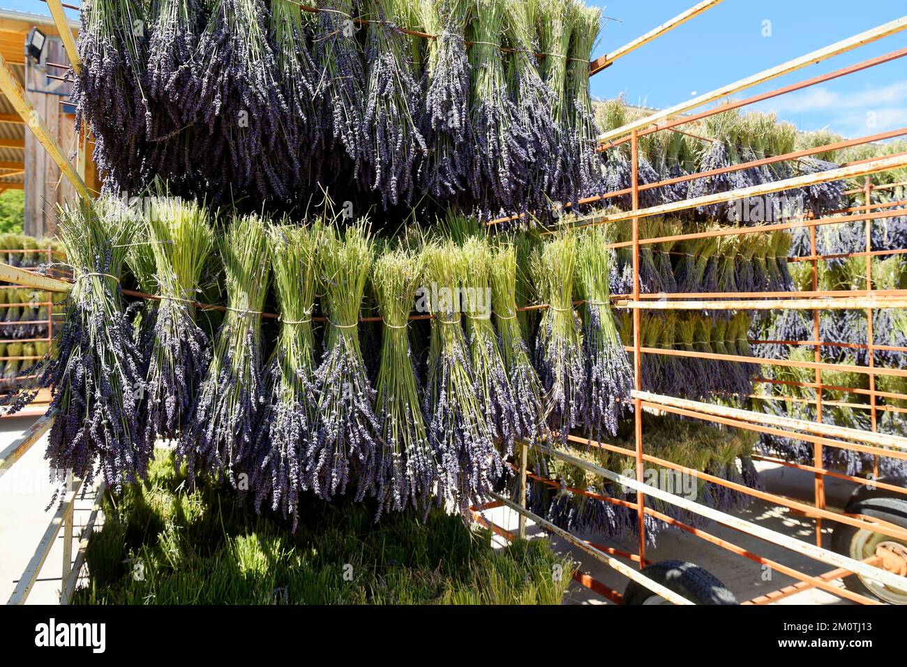 France, Vaucluse, Parc Naturel Regional du Mont Ventoux, Sault, Les ...