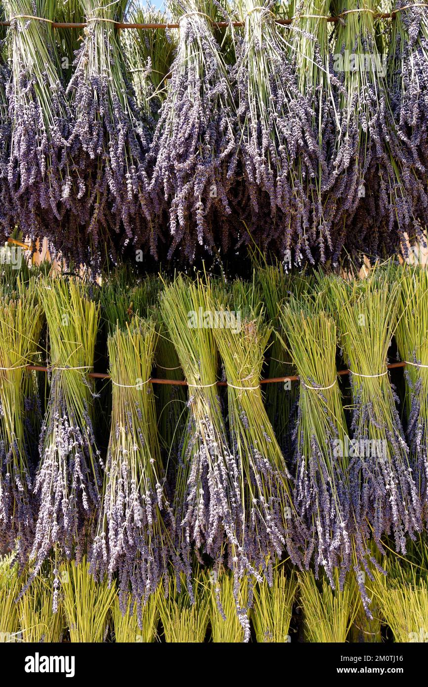 France, Vaucluse, Parc Naturel Regional du Mont Ventoux, Sault, Les ...