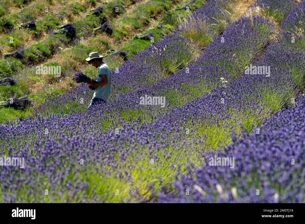 France, Vaucluse, Parc Naturel Regional du Mont Ventoux, Sault plateau ...