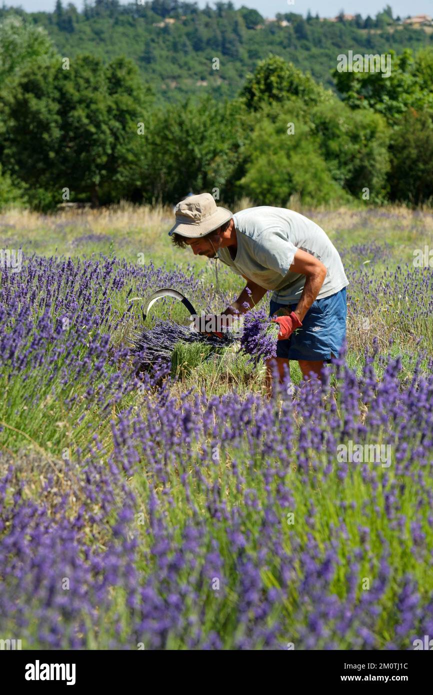 France, Vaucluse, Parc Naturel Regional du Mont Ventoux, Sault plateau ...