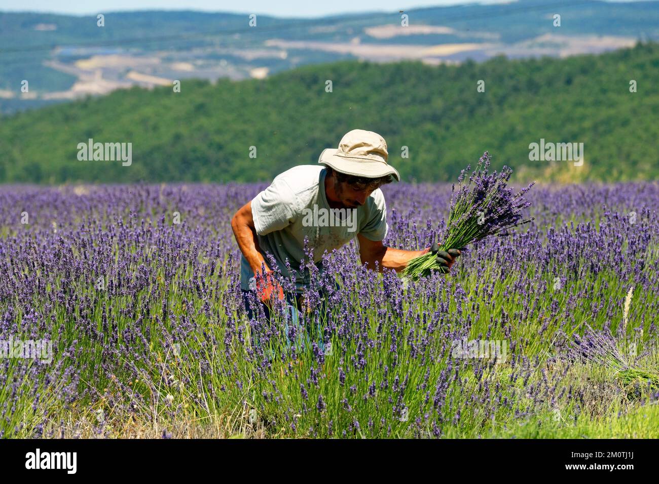 France, Vaucluse, Parc Naturel Regional du Mont Ventoux, Sault plateau ...