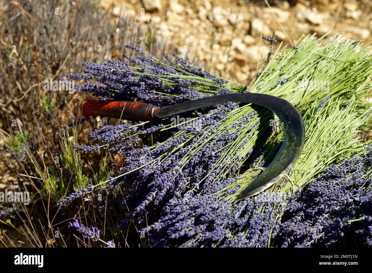 France, Vaucluse, Parc Naturel Regional du Mont Ventoux, Sault plateau ...