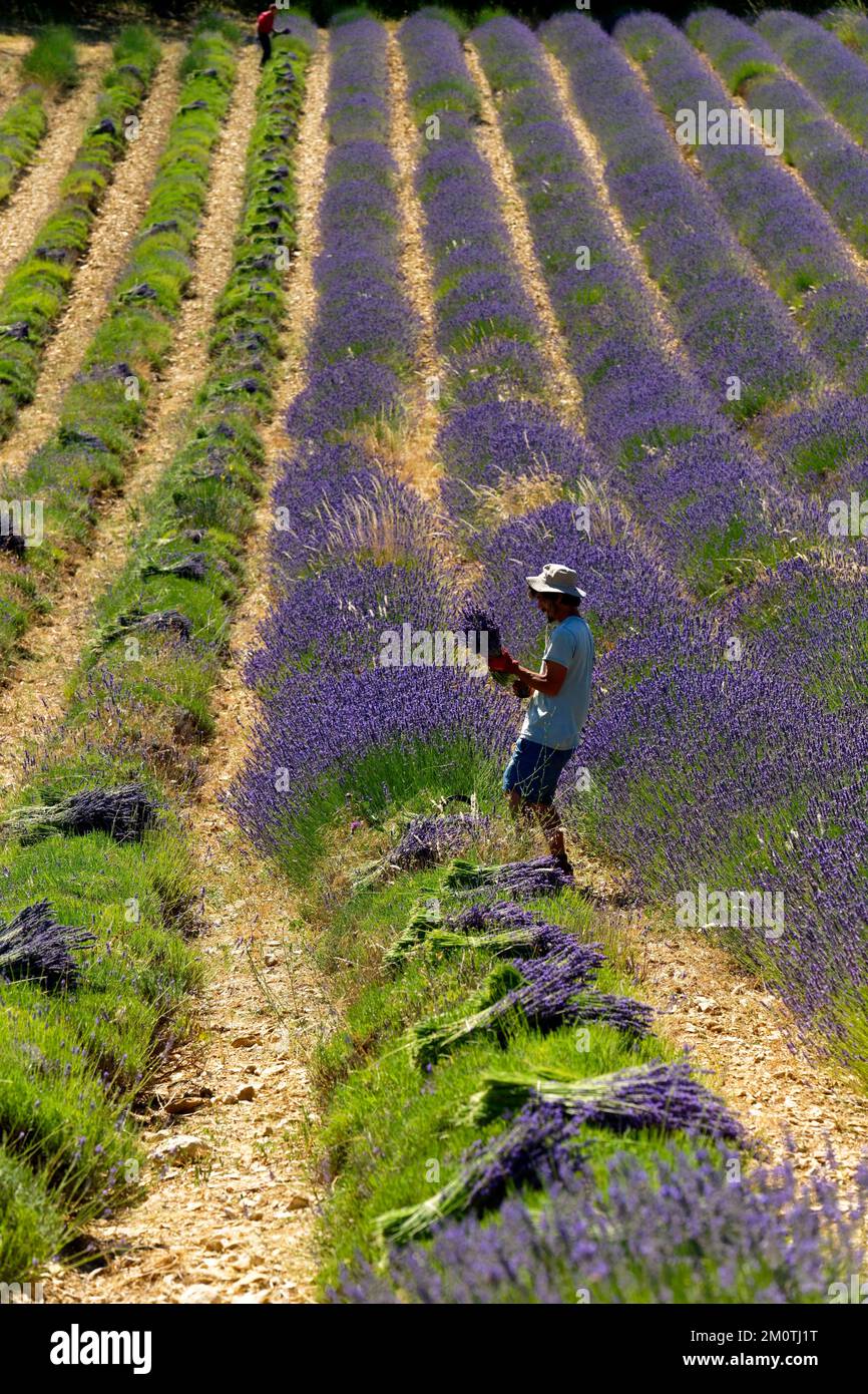 France, Vaucluse, Parc Naturel Regional du Mont Ventoux, Sault plateau ...
