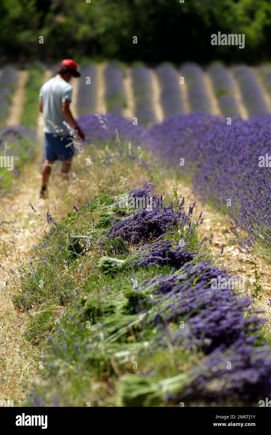 France, Vaucluse, Parc Naturel Regional du Mont Ventoux, Sault plateau ...