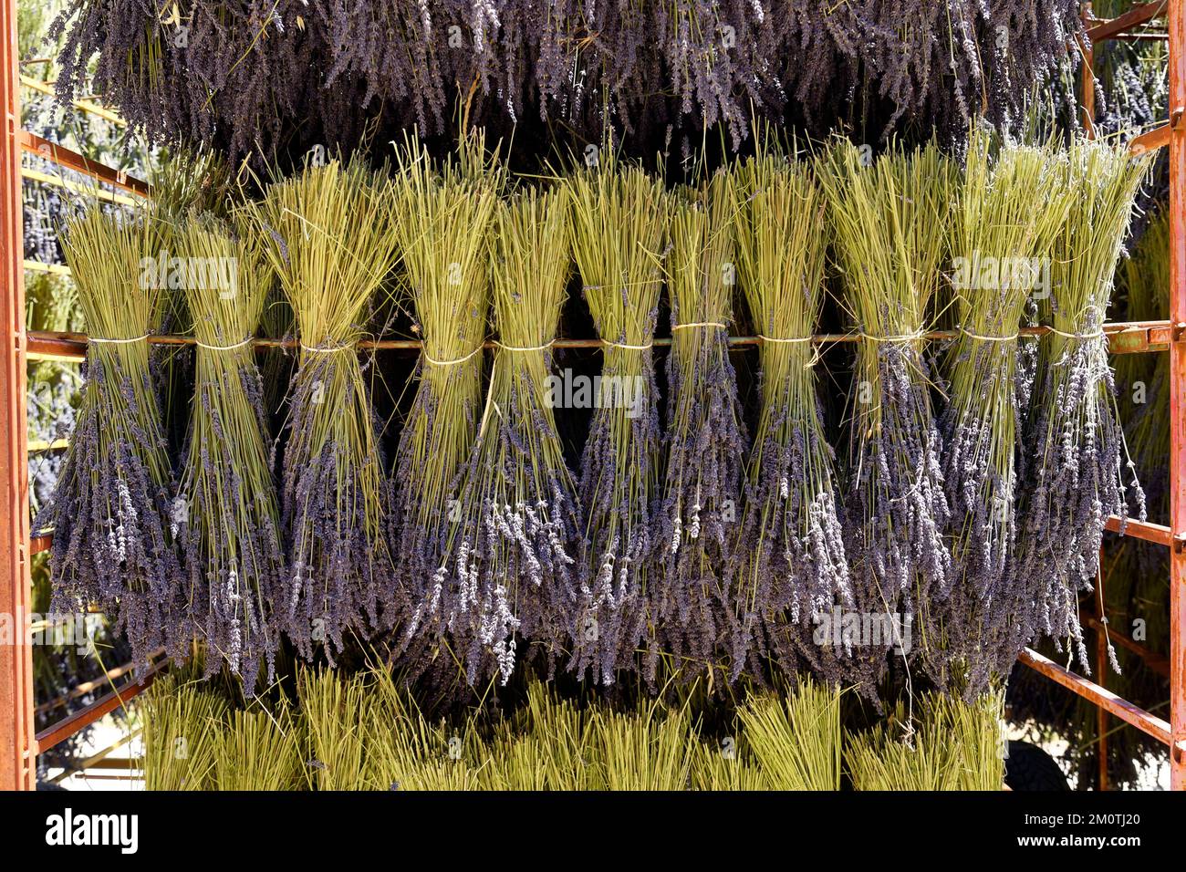 France, Vaucluse, Parc Naturel Regional du Mont Ventoux, Sault, Les ...