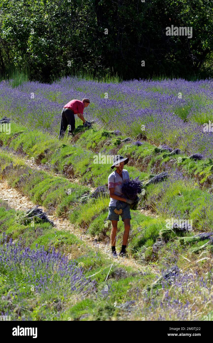 France, Vaucluse, Parc Naturel Regional du Mont Ventoux, Sault plateau ...