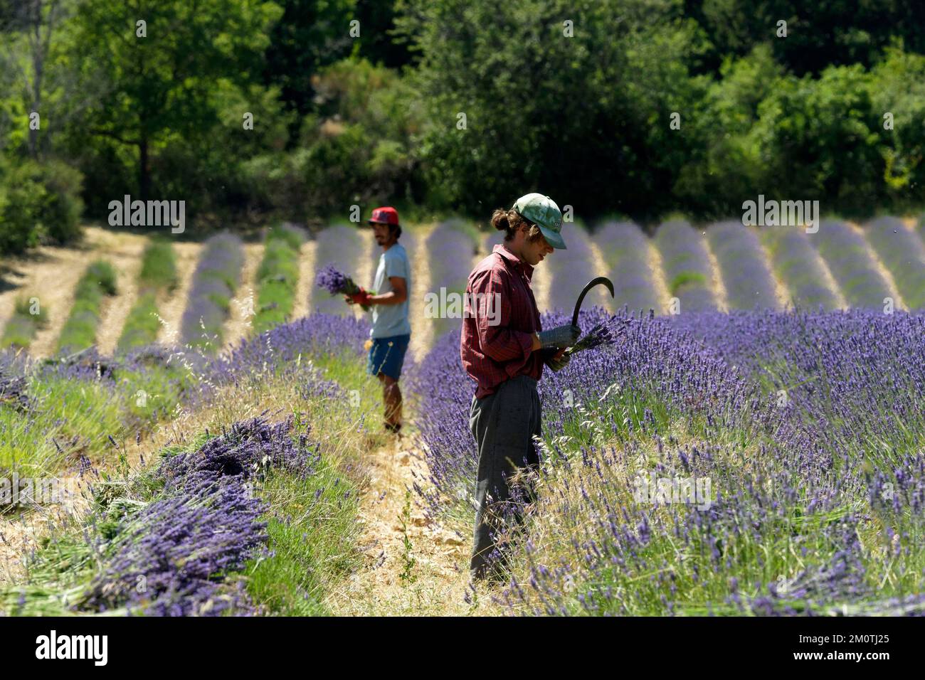 France, Vaucluse, Parc Naturel Regional du Mont Ventoux, Sault plateau ...
