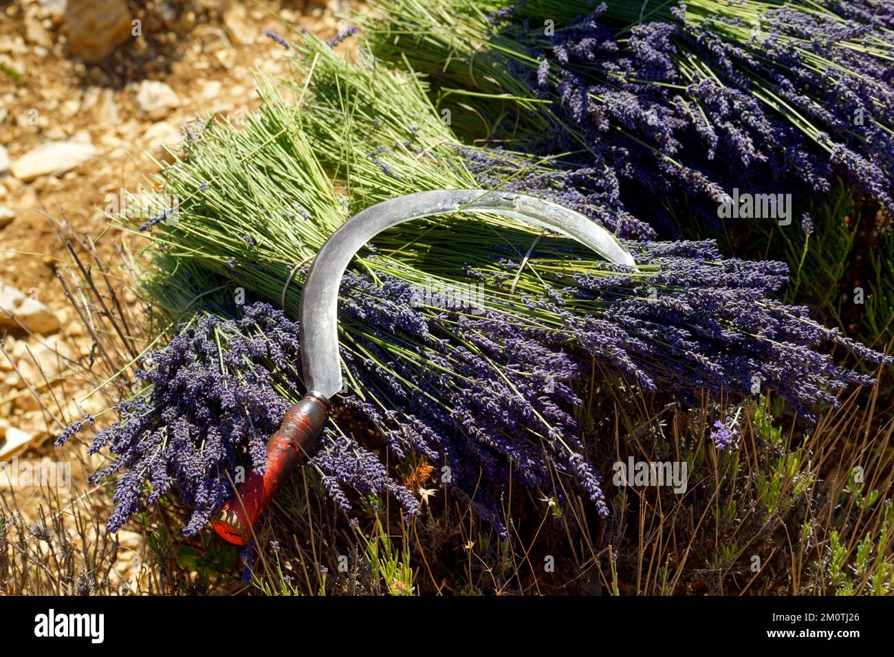 France, Vaucluse, Parc Naturel Regional du Mont Ventoux, Sault plateau ...