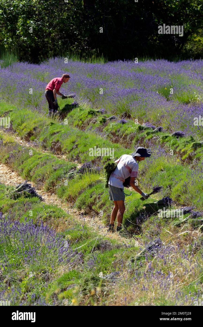 France, Vaucluse, Parc Naturel Regional du Mont Ventoux, Sault plateau ...