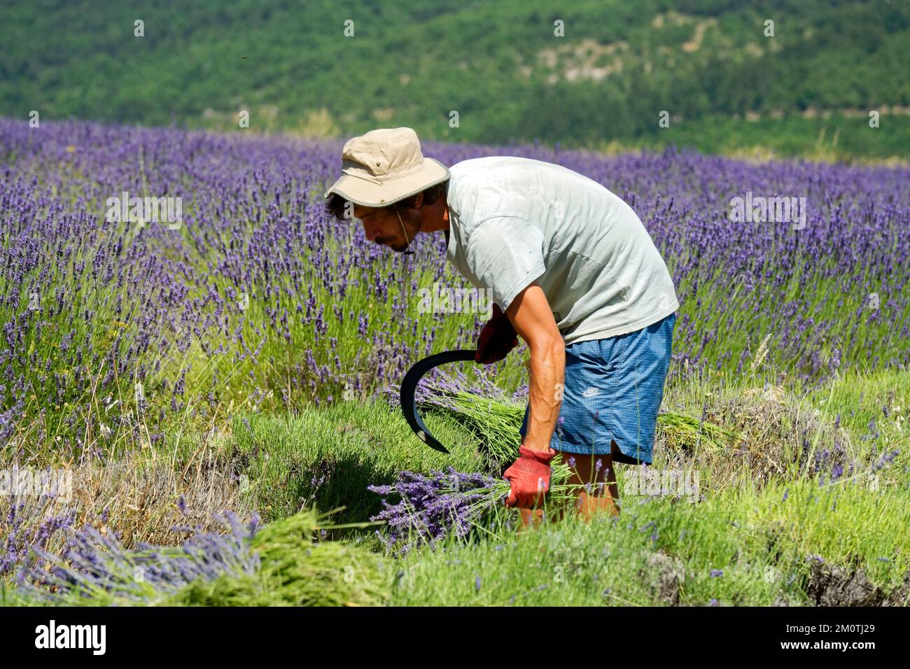 France, Vaucluse, Parc Naturel Regional du Mont Ventoux, Sault plateau ...
