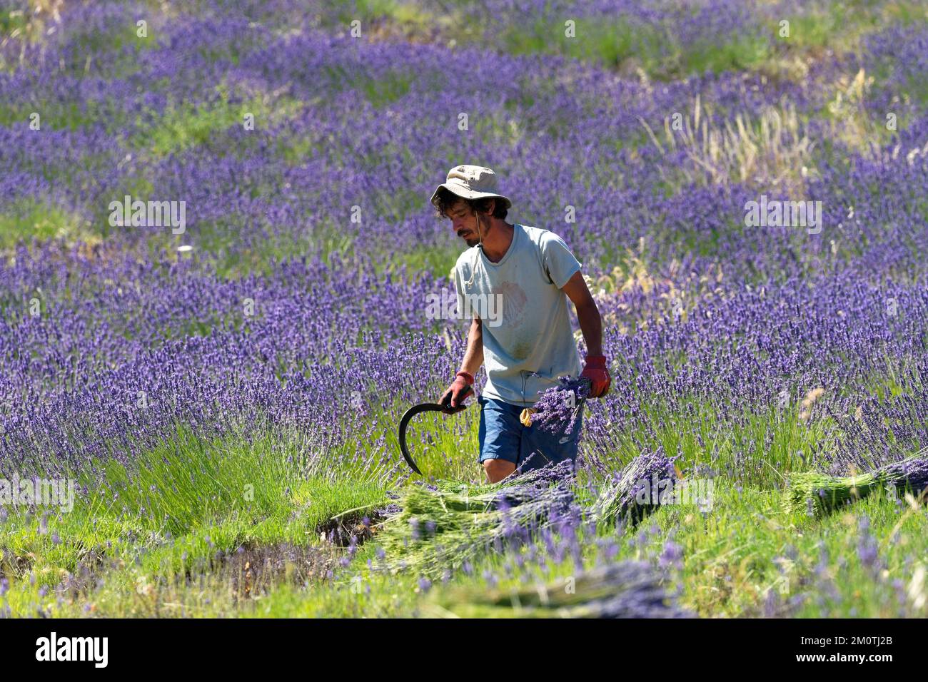 France, Vaucluse, Parc Naturel Regional du Mont Ventoux, Sault plateau ...
