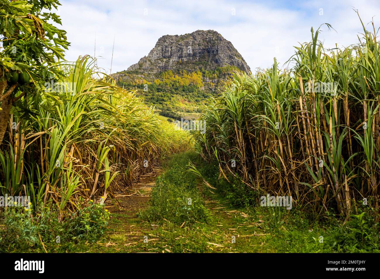 Mauritius, sugar cane cultivation Stock Photo - Alamy