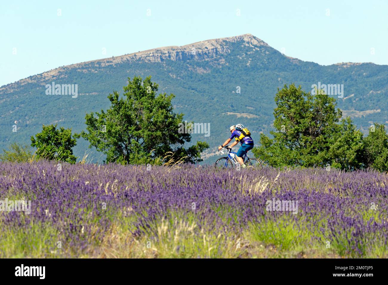 France, Vaucluse, Parc Naturel Regional du Mont Ventoux, Sault plateau ...