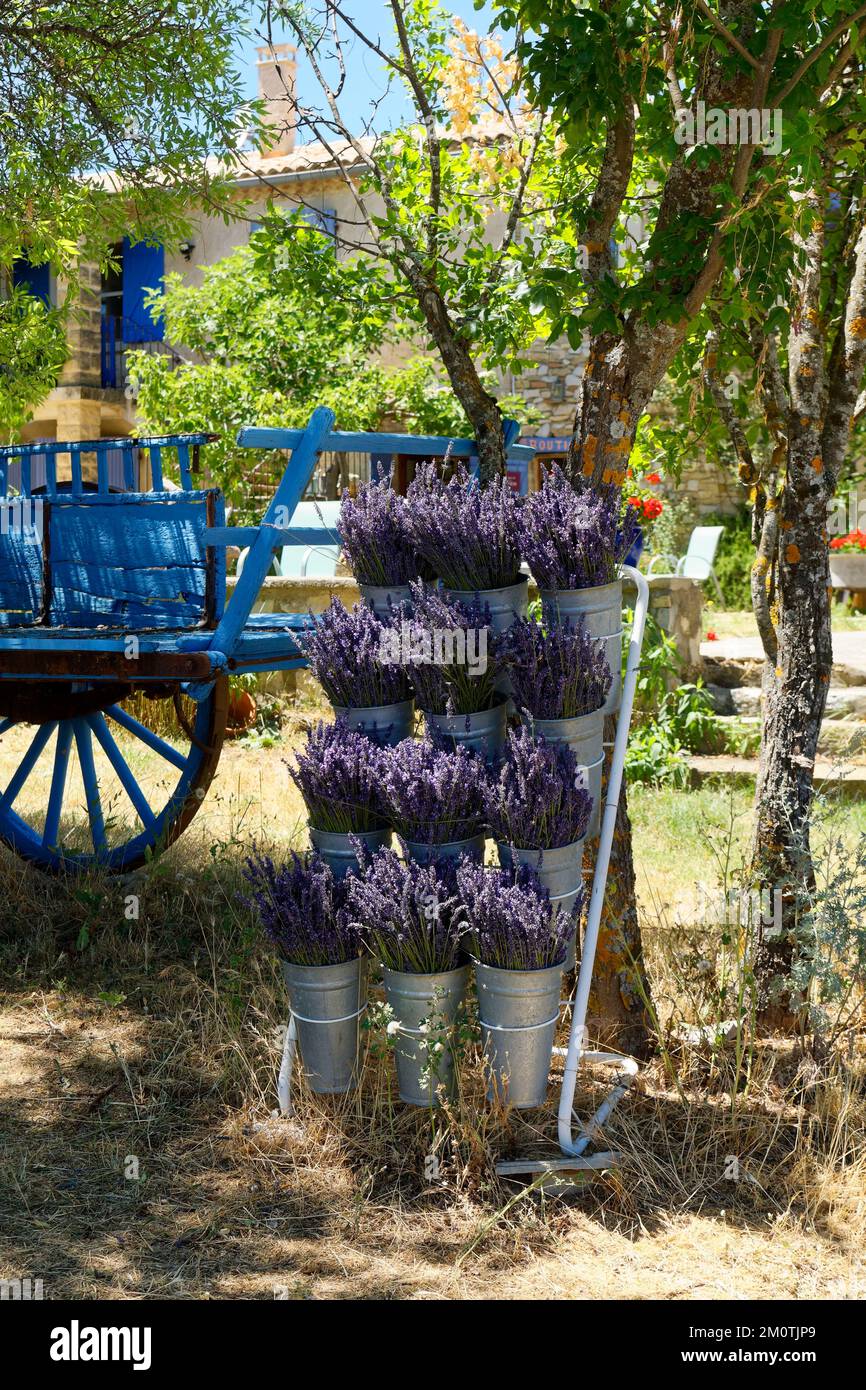France, Vaucluse, Parc Naturel Regional du Mont Ventoux, Sault, Les ...