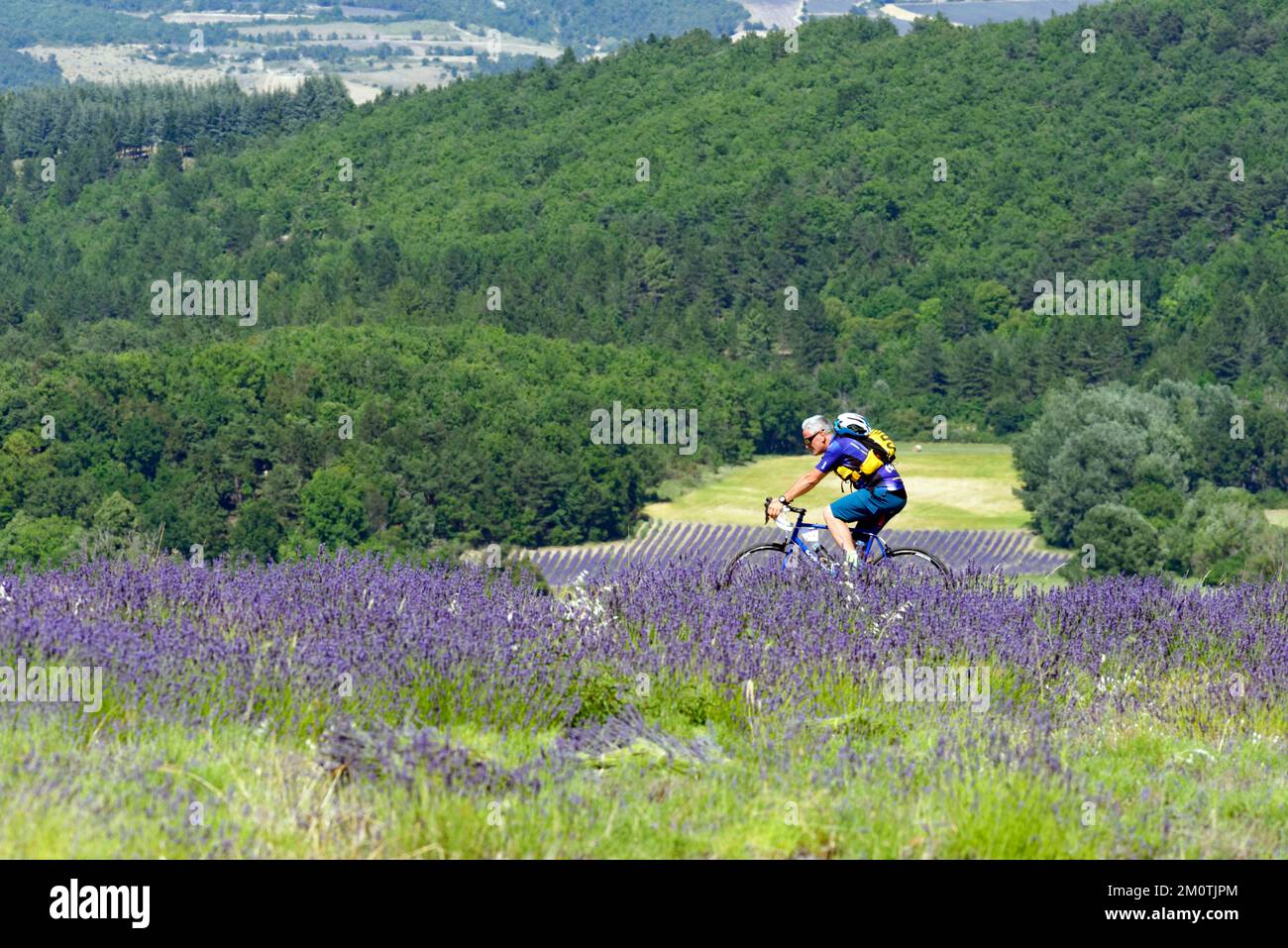 France, Vaucluse, Parc Naturel Regional du Mont Ventoux, Sault plateau ...