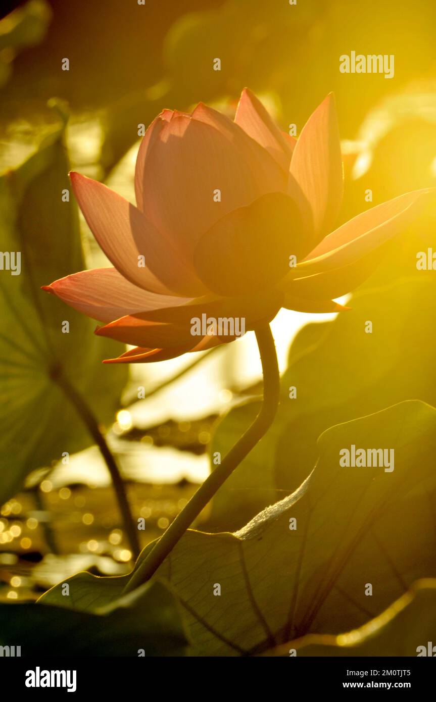 Blossoming lotus flower Stock Photo - Alamy