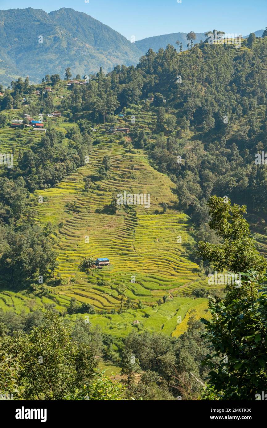 Nepal, Nuwakot, rice terraces Stock Photo - Alamy