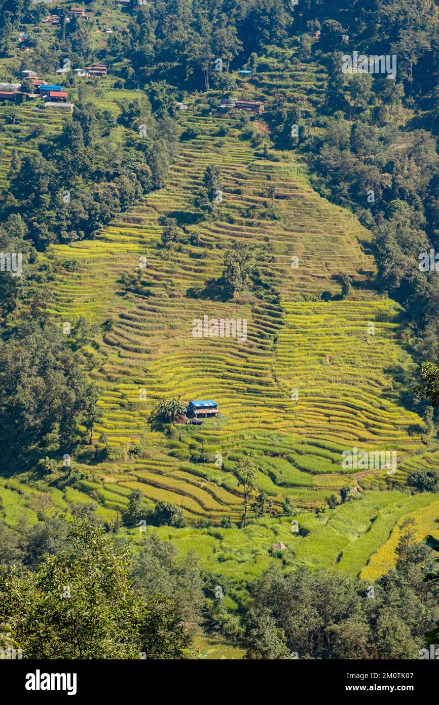 Nepal, Nuwakot, rice terraces Stock Photo - Alamy