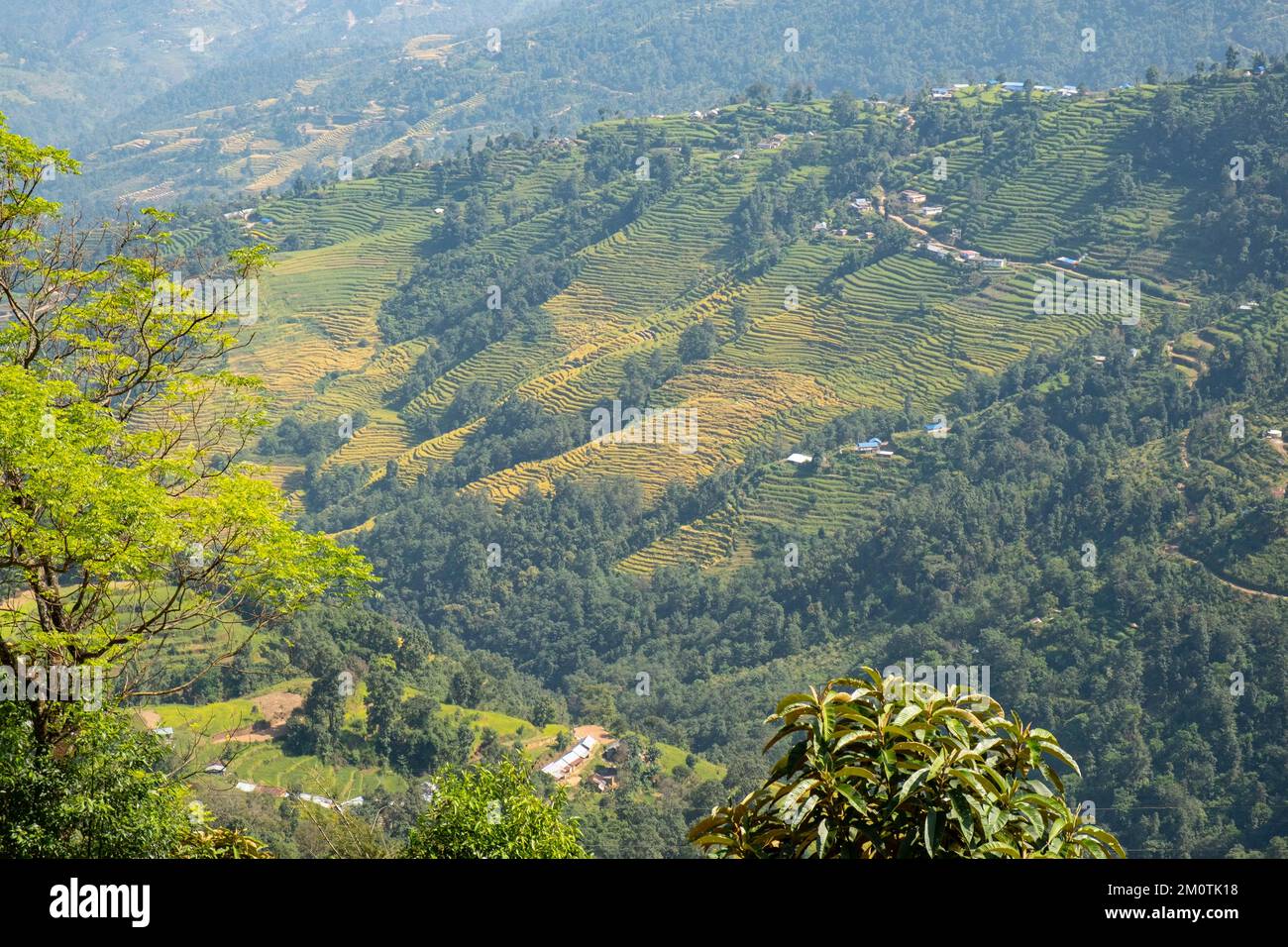 Nepal, Bagmati zone, Nagarkot, rice terraces Stock Photo - Alamy