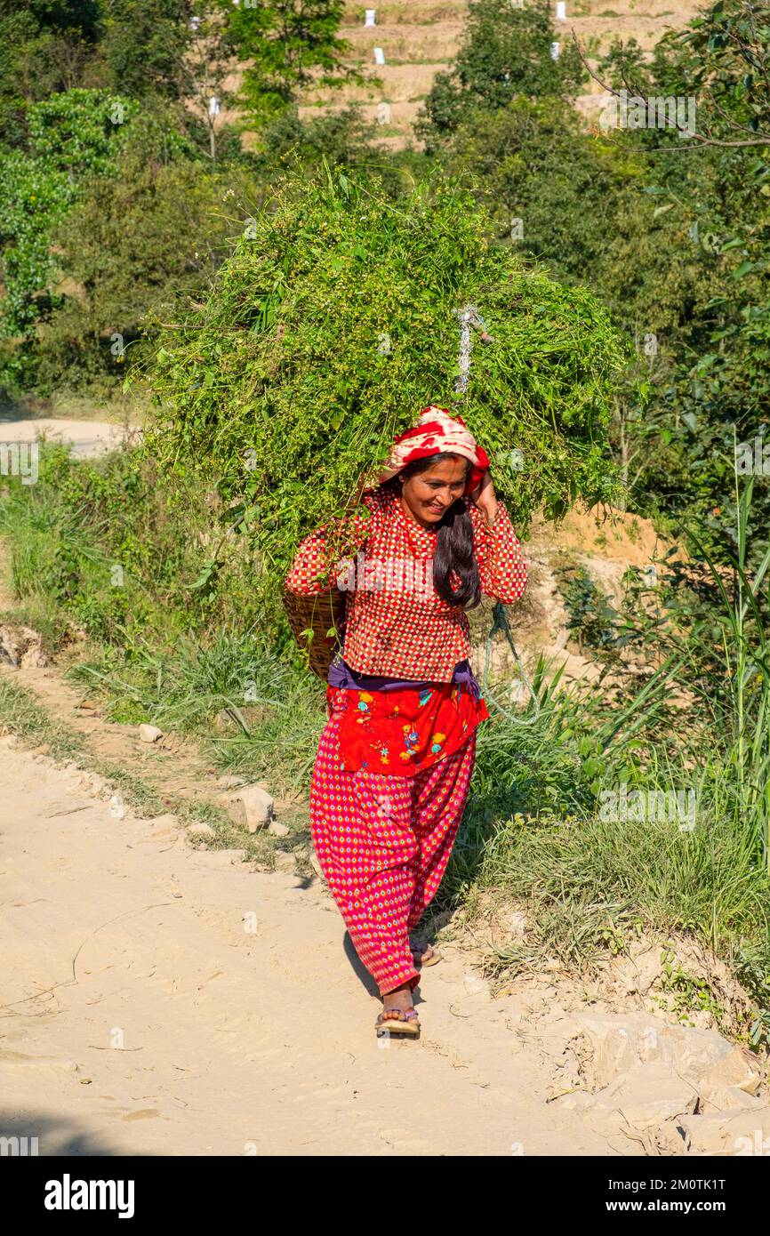 Nepal, Dhulikhel, transport of fodder on the back by women Stock Photo ...