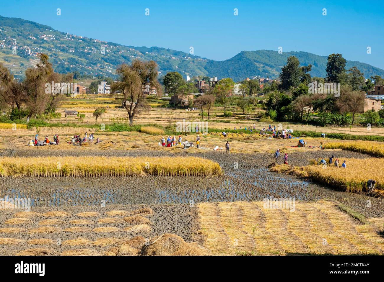 Nepal, Kathmandu valley, surroundings of Bhaktapur, rice harvest Stock ...