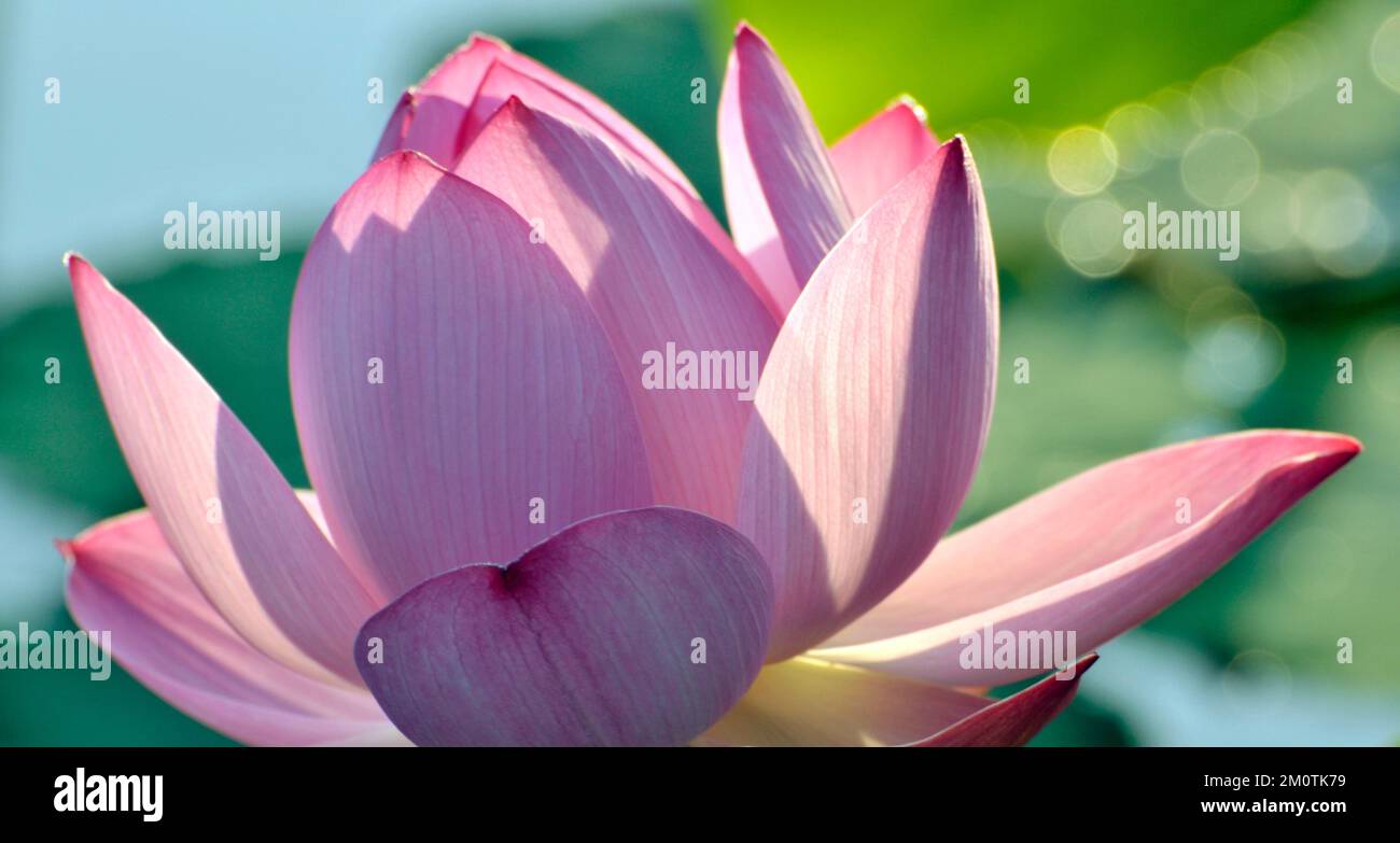 Blossoming lotus flower Stock Photo - Alamy