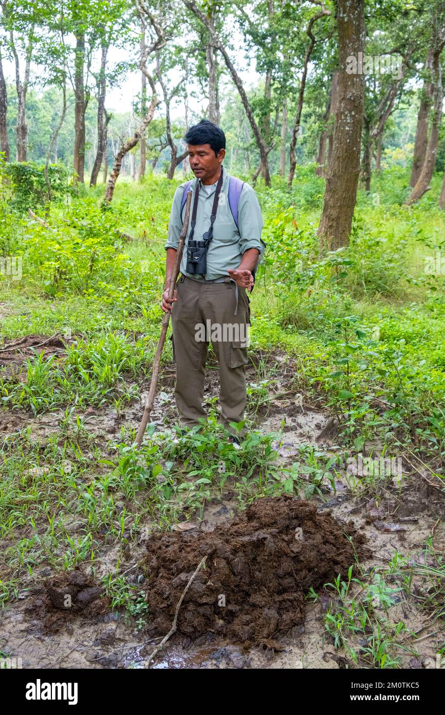 Terai central forest elephant hi-res stock photography and images - Alamy