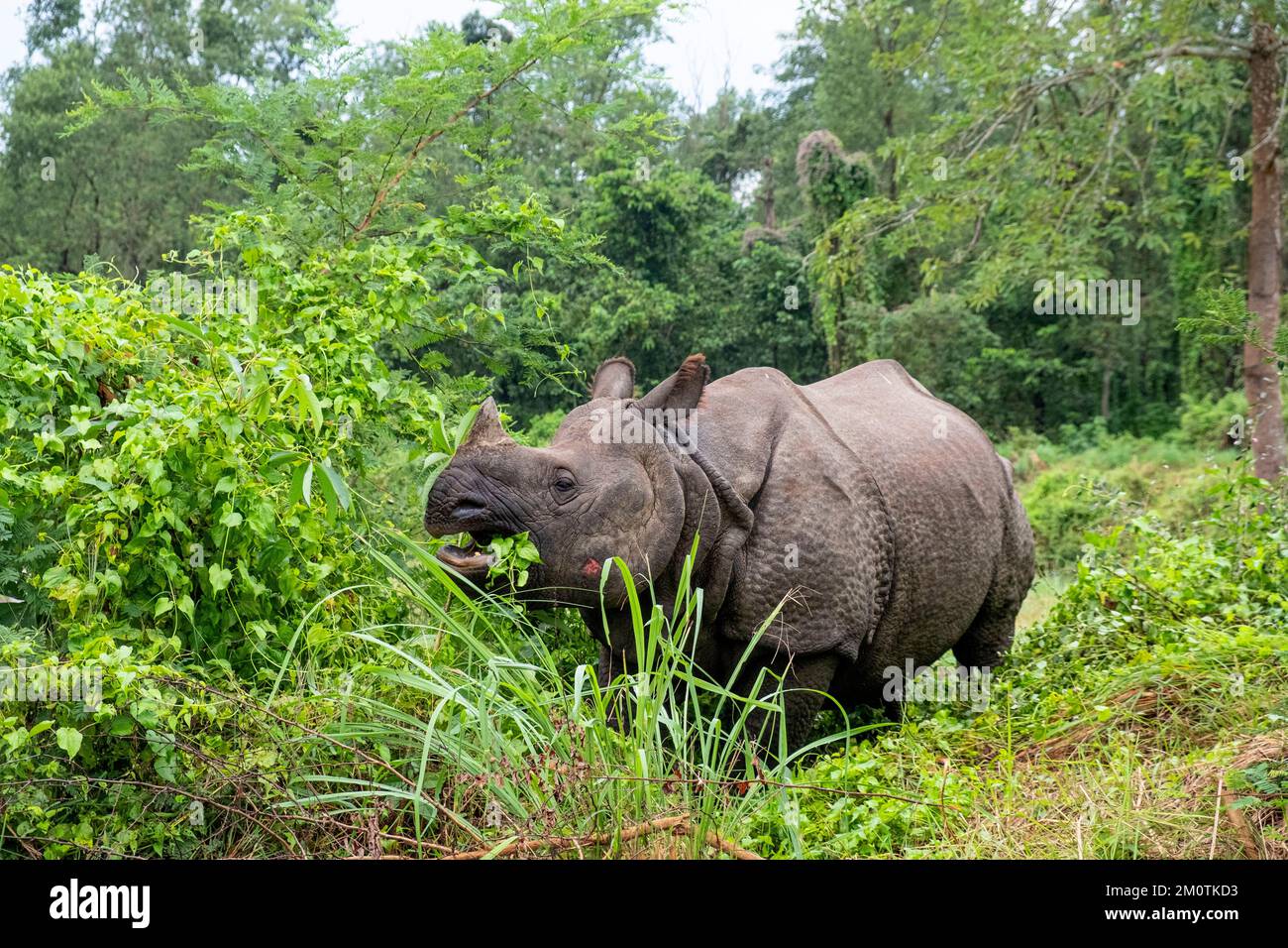 Nepal, Terai region, Narayani area, Chitwan National Park, white ...