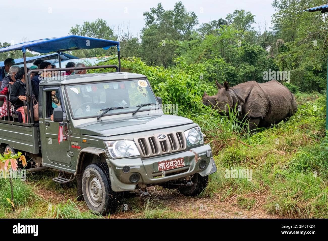 Nepal, Terai region, Narayani area, Chitwan National Park, jeep safari, white rhinoceros Stock ...