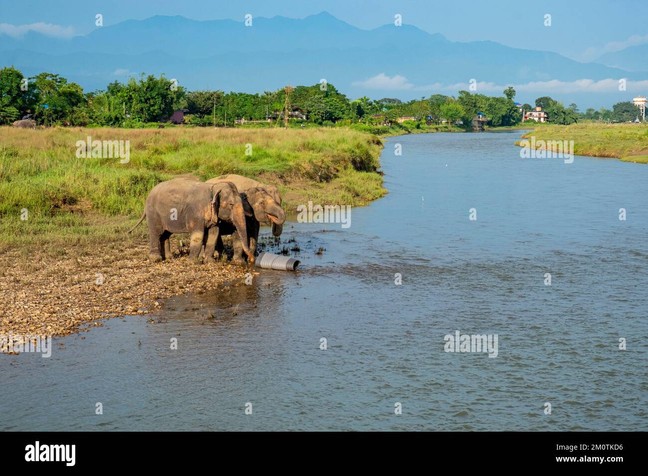 Nepal, Terai region, Narayani area, Chitwan National Park, observation ...