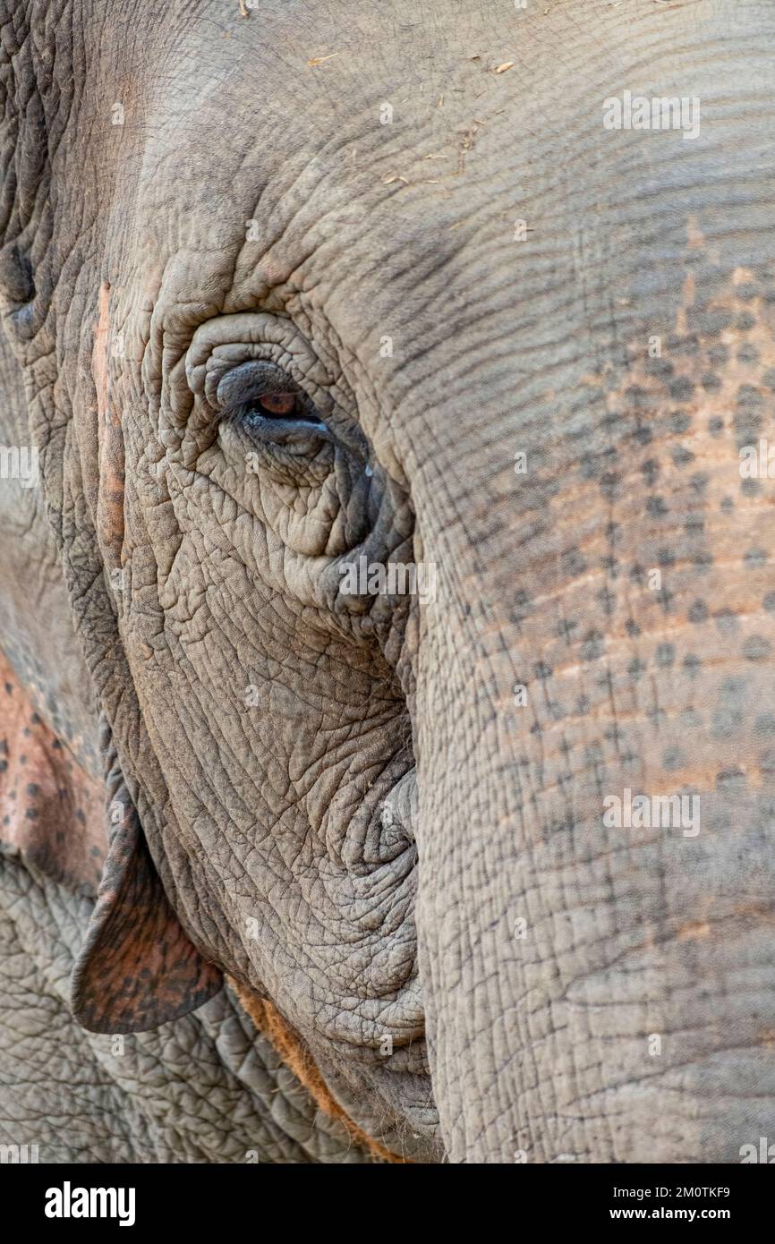 Nepal, Terai region, Narayani area, Chitwan National Park, elephant ...