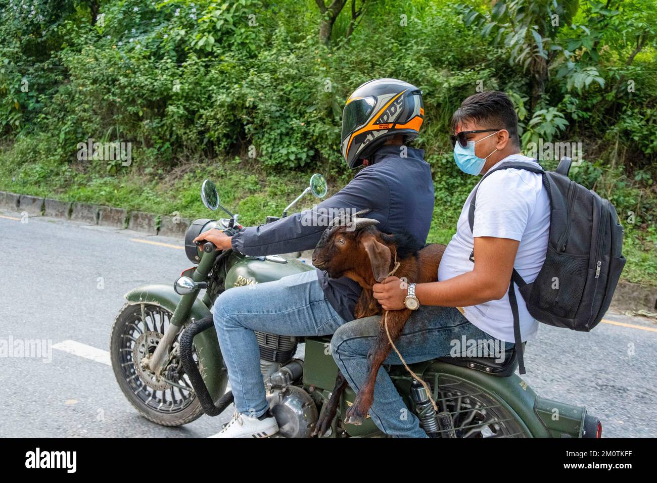 Nepal, Gandaki zone, transporting a goat on a motorbike Stock Photo - Alamy
