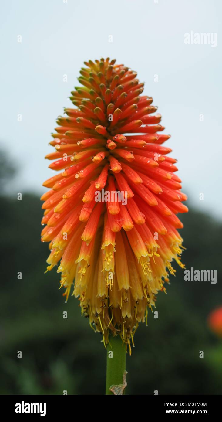 Orange red hot poker flower hi-res stock photography and images - Alamy
