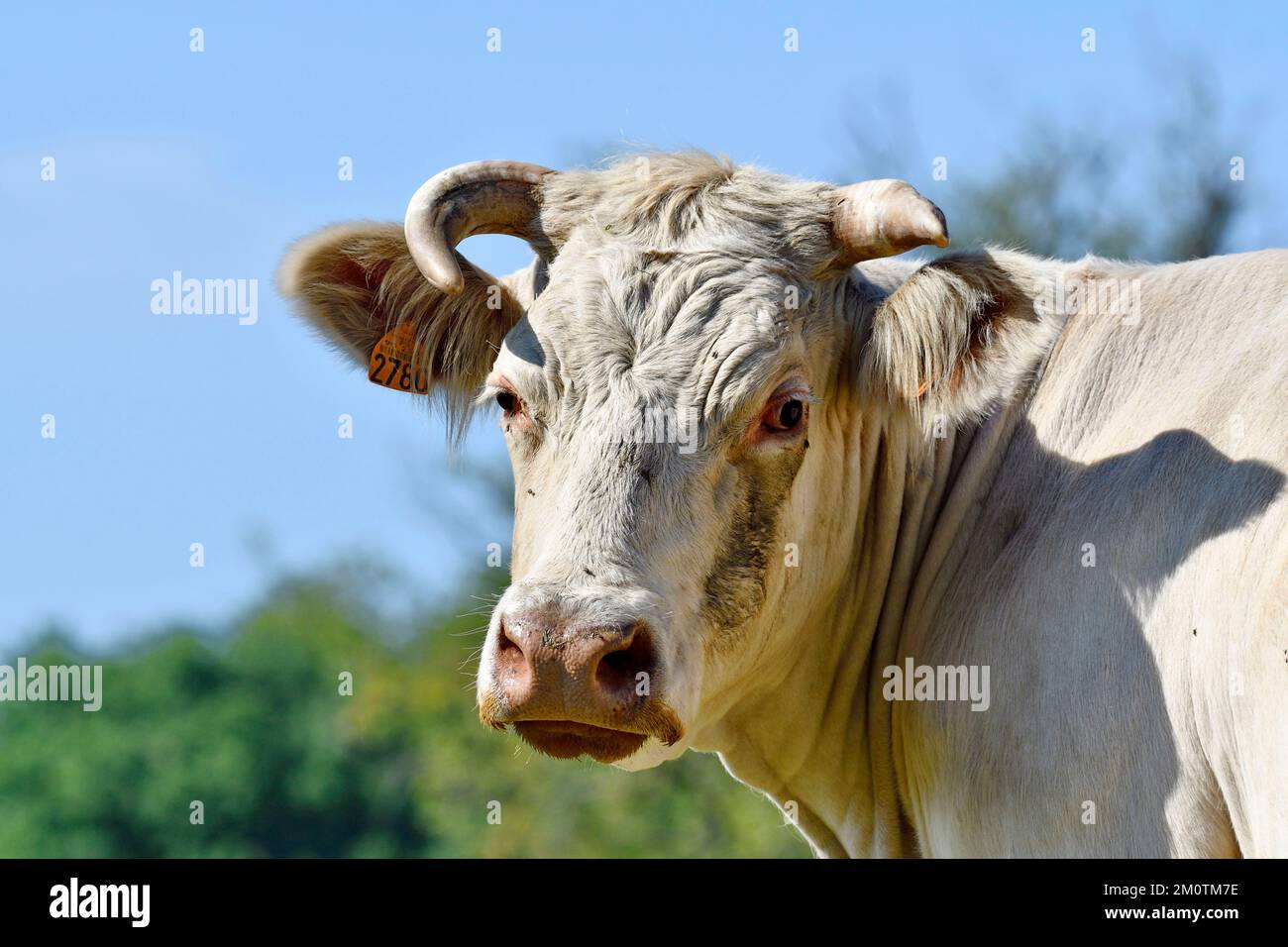 France, Doubs, bovine, Charolais cow, portrait, horns Stock Photo - Alamy